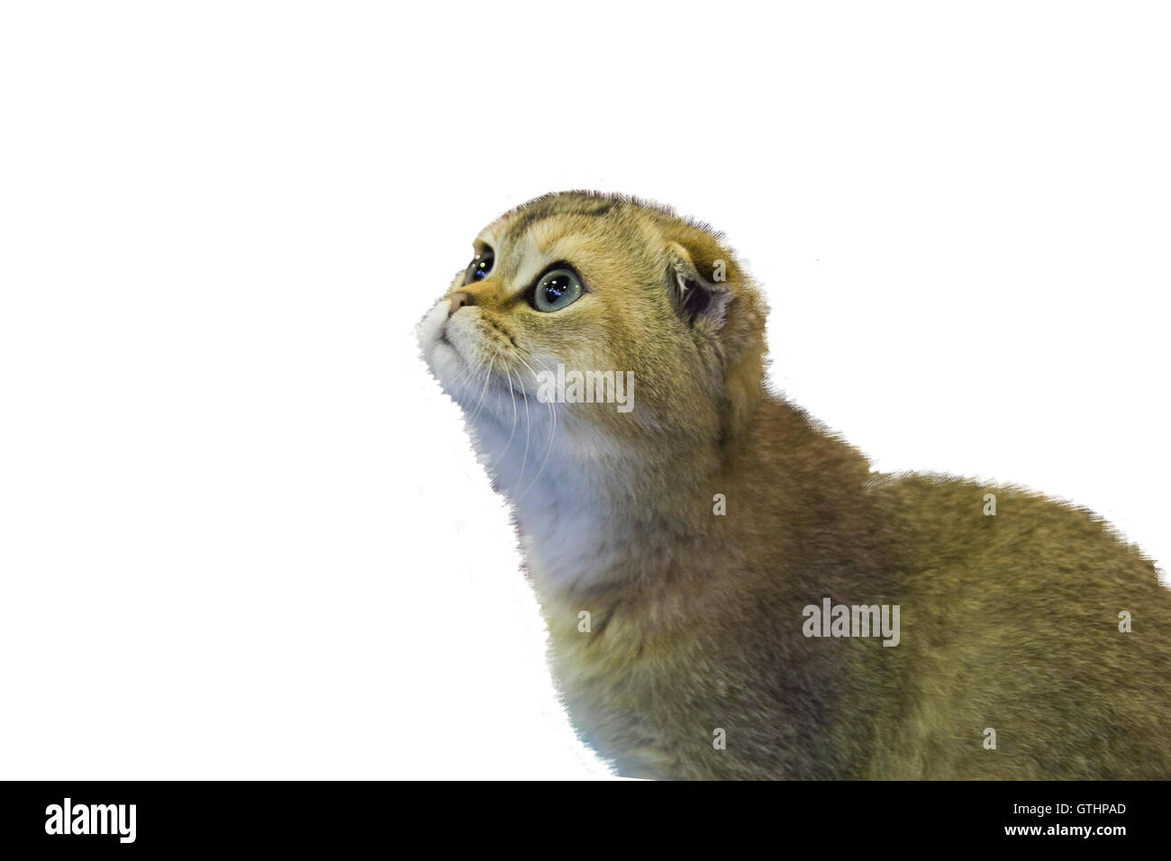 head of white cat isolated on white background Stock Photo - Alamy