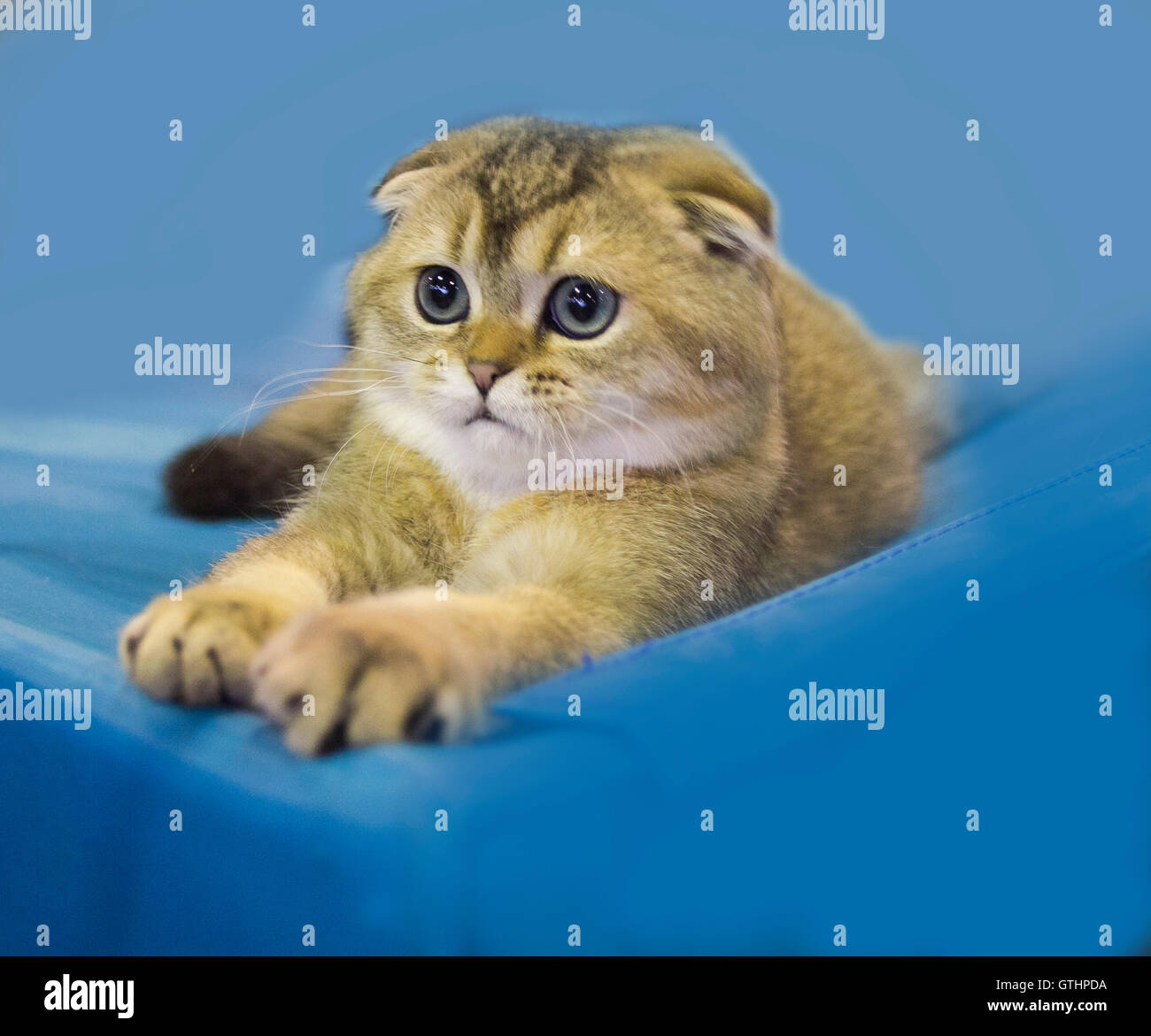purebred sad cat is sad looking eyes Stock Photo - Alamy