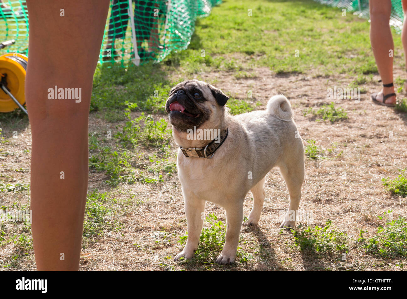 Pug hund hi-res stock photography and images - Alamy