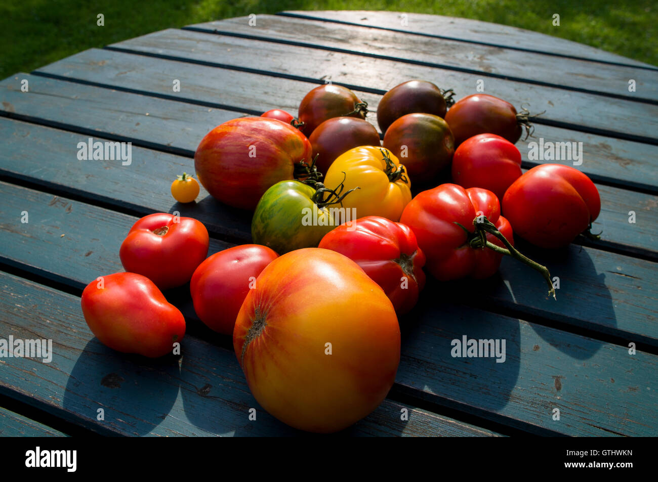 an assortment, different varieties of tomatoes, agriculture, vegetable ...