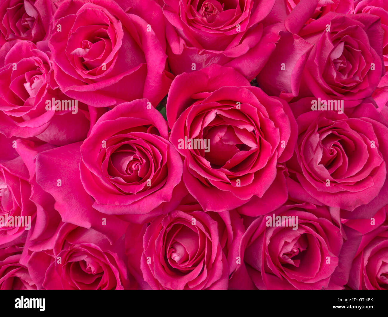 Romantic deep pink roses bouquet background Stock Photo - Alamy
