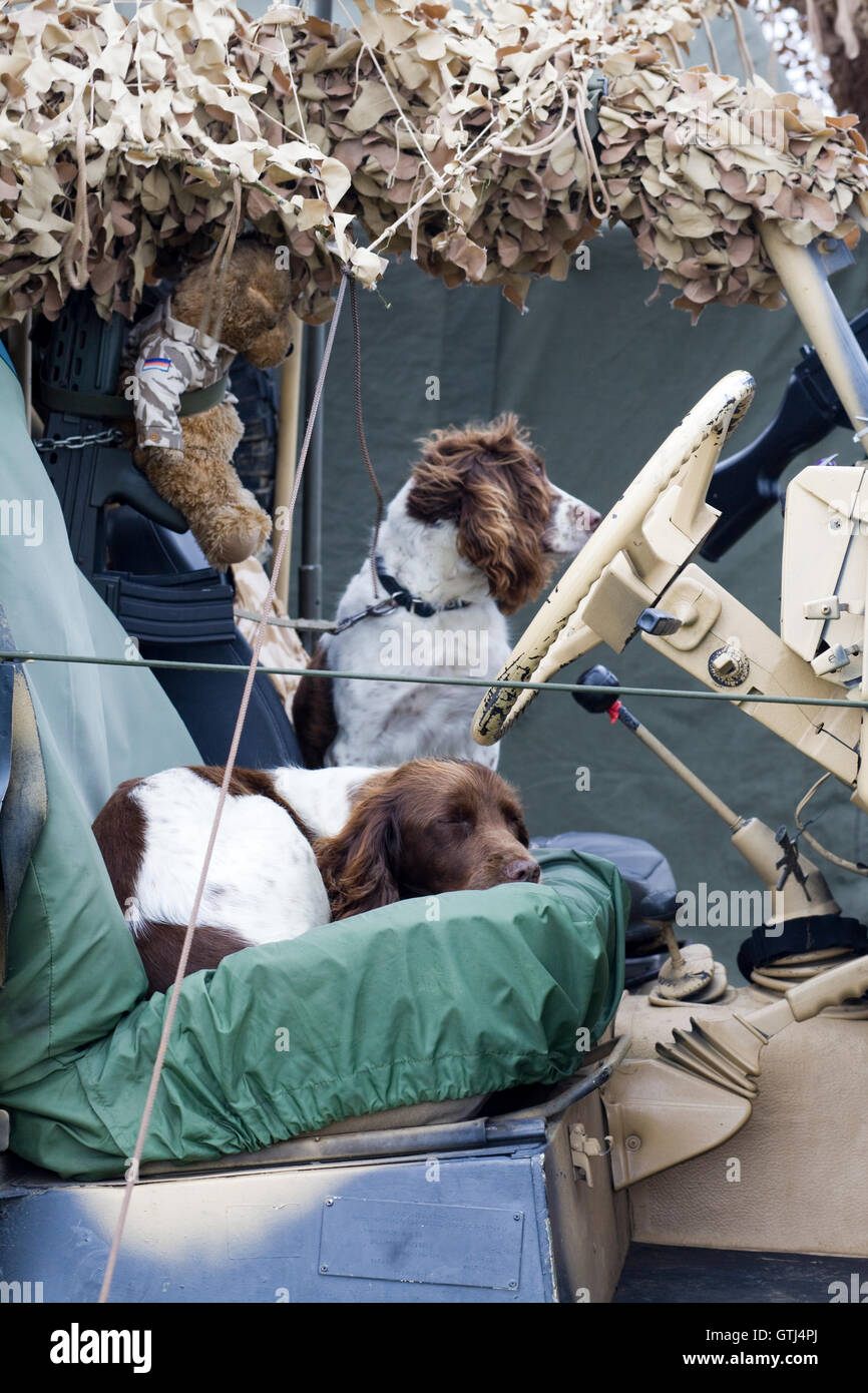 English Springer Spaniel Bomb sniffer dogs relaxing in an army jeep ...