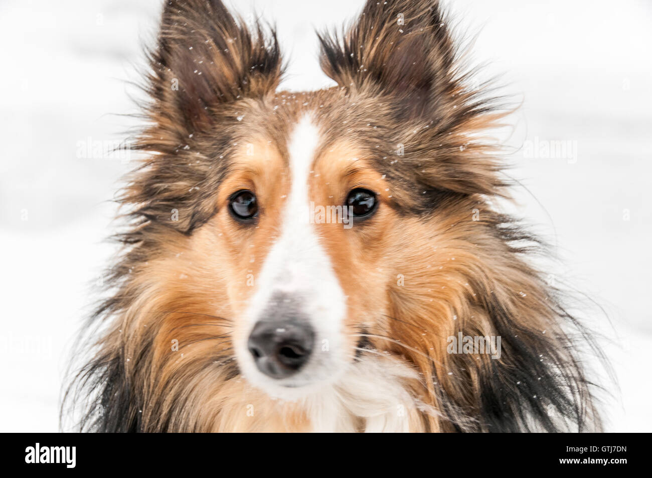 closeup portrait of a male three color sheepdog on a white background ...