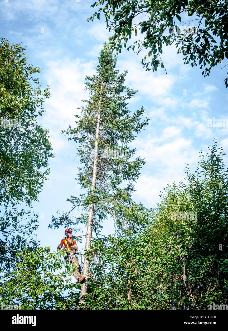 Professional lumberjack cutting tree on the top with a chainsaw in ...