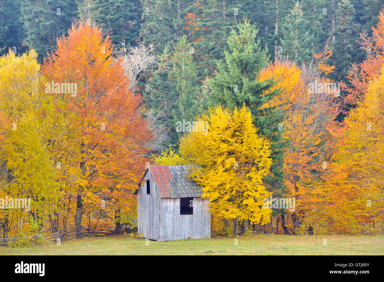 colors of autumn birch forest Stock Photo - Alamy