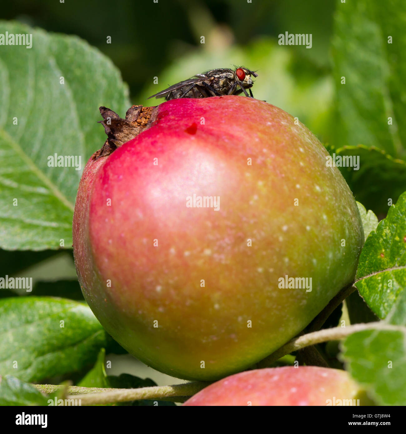 Worm hole apple tree hi-res stock photography and images - Alamy