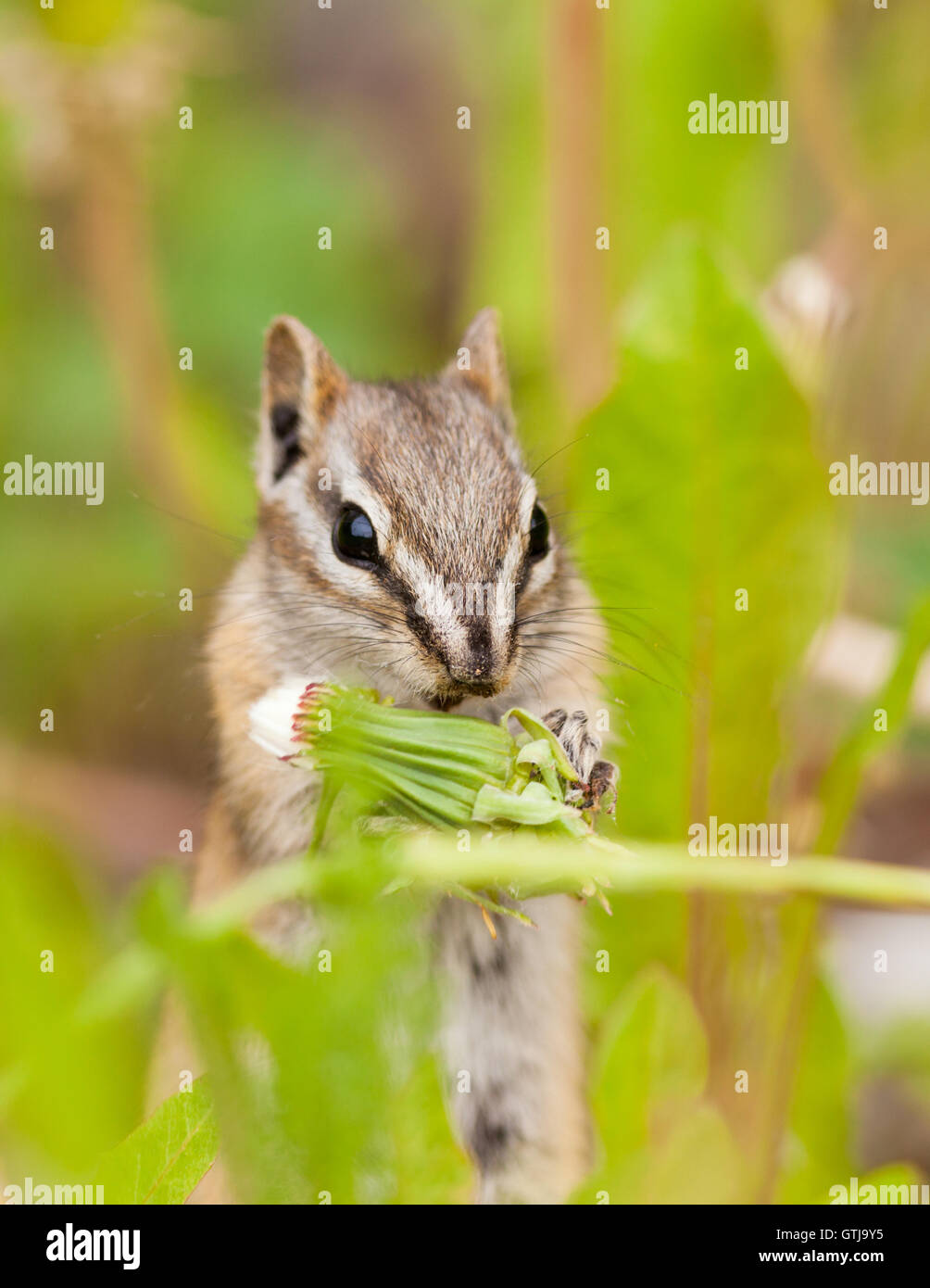 Least Chipmunk Tamias minimus foraging dandelions Stock Photo - Alamy