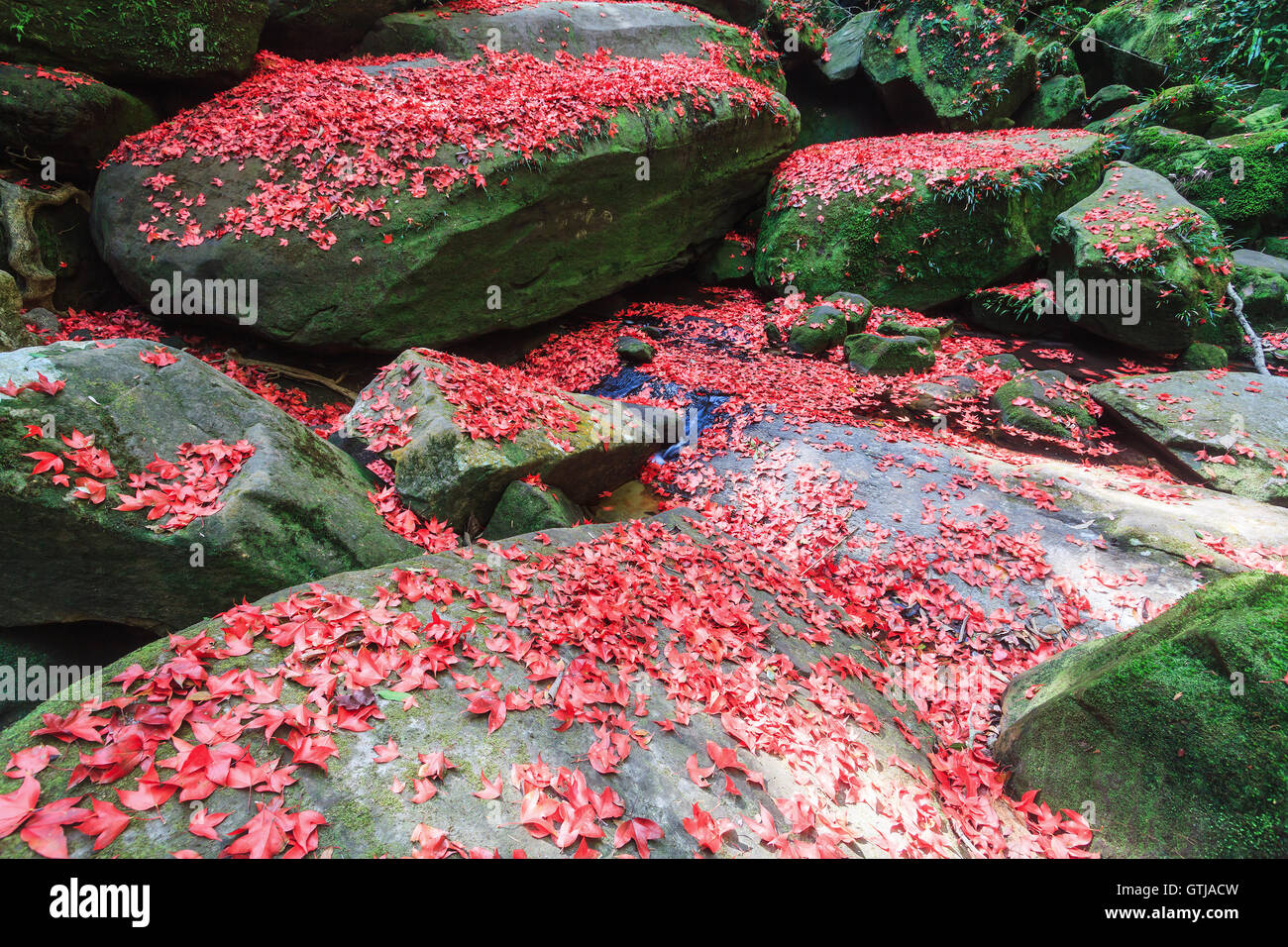 Red maple leaf during fall Stock Photo - Alamy