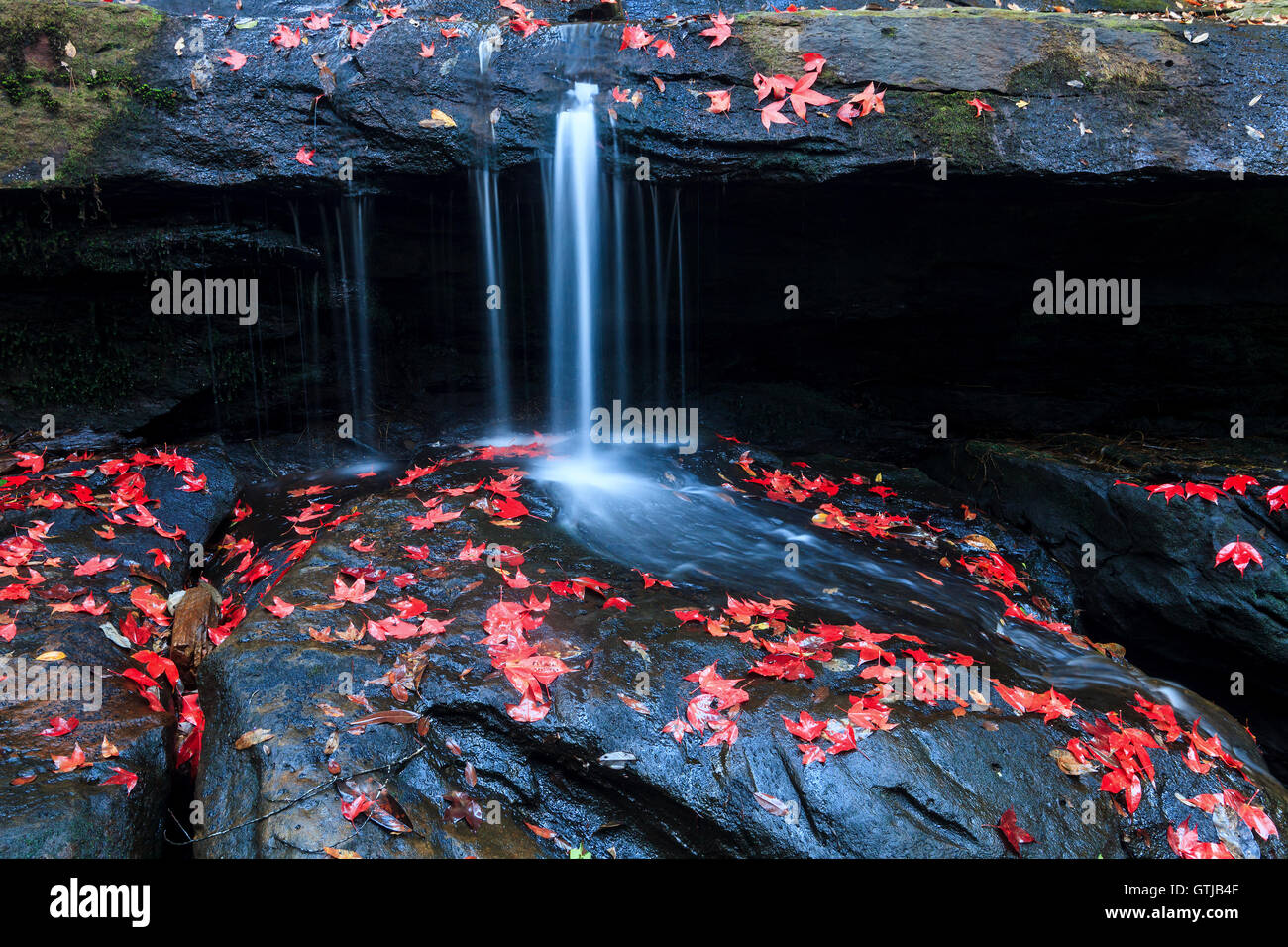 Maples leaves waterfall hi-res stock photography and images - Alamy