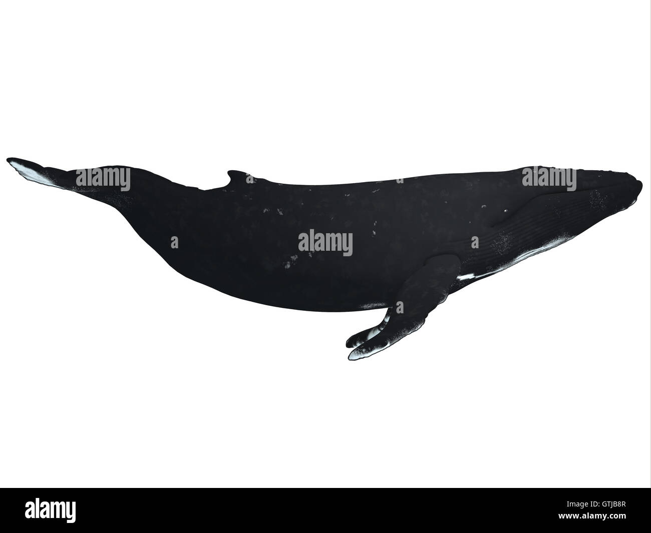 Humpback Whale Profile Stock Photo - Alamy