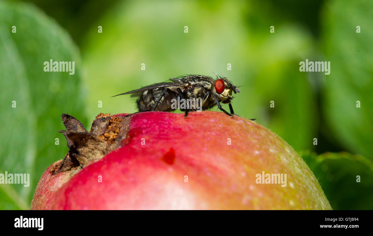 Worm hole apple tree hi-res stock photography and images - Alamy