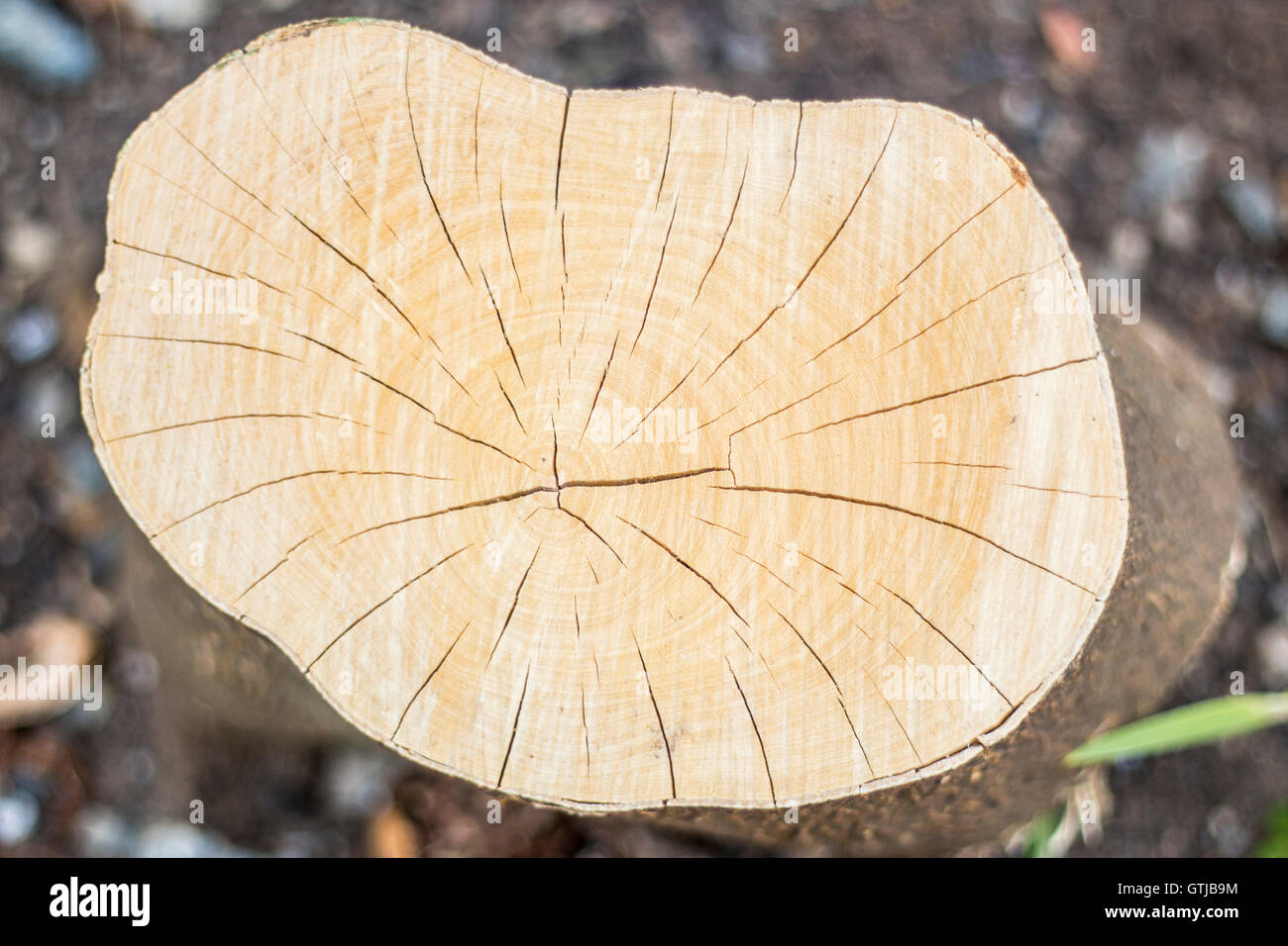 Closeup of trunk section of orange tree Stock Photo - Alamy