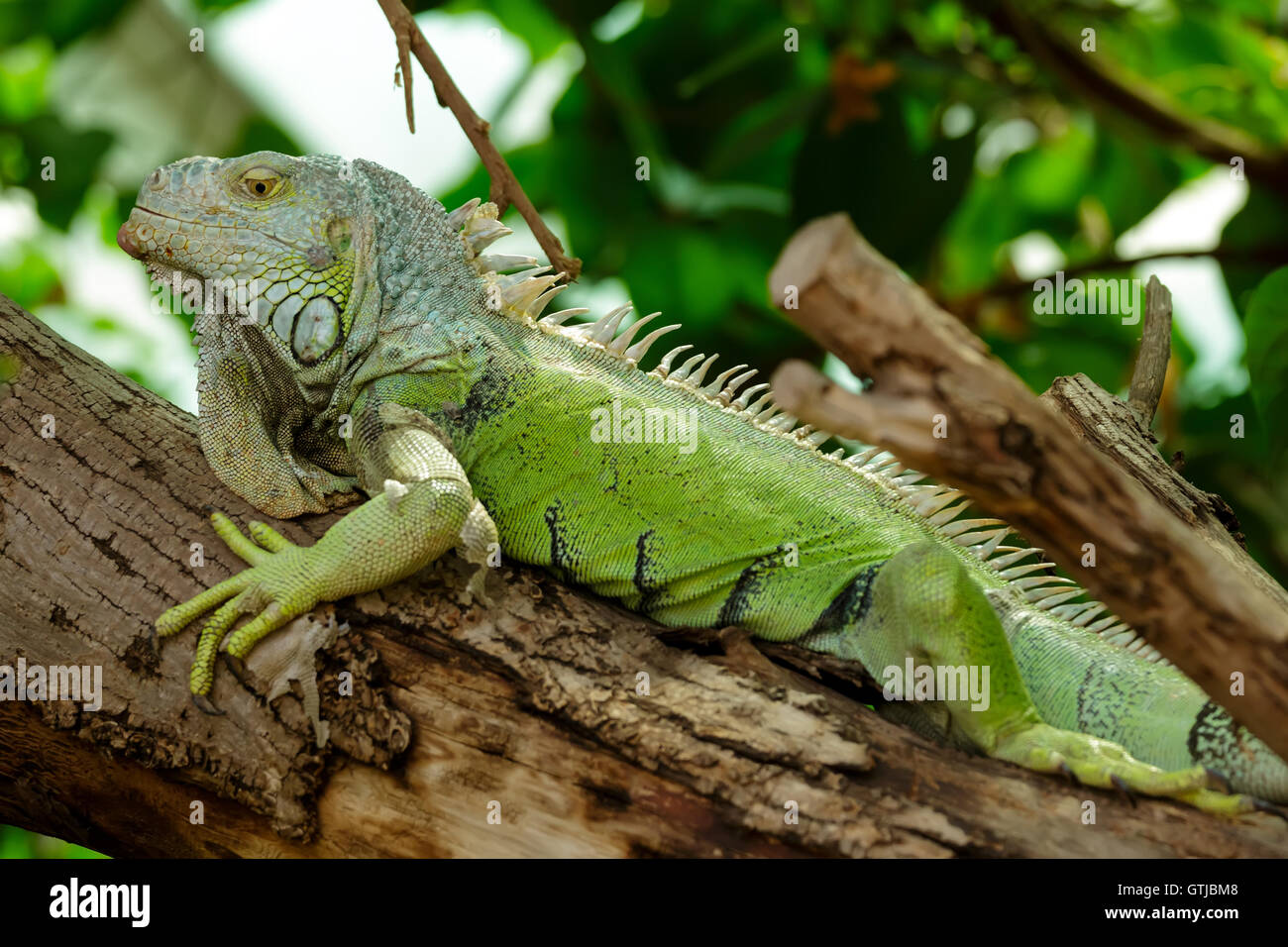 Amazing look iguana posing hi-res stock photography and images - Alamy
