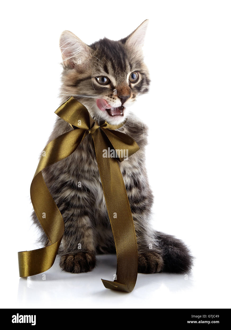 Orange tabby cat licking lips hi-res stock photography and images - Alamy