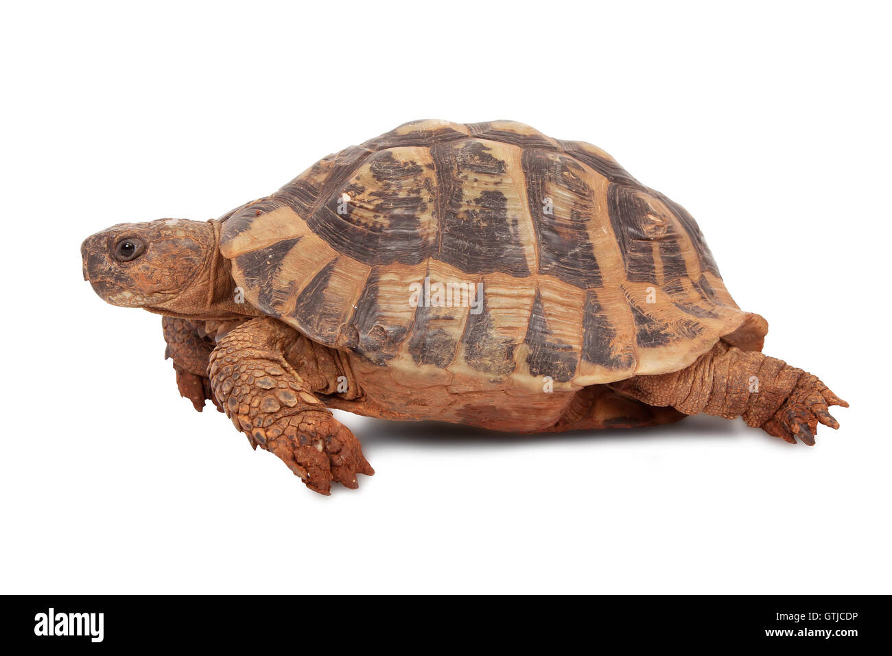 Turtle herman hi-res stock photography and images - Alamy