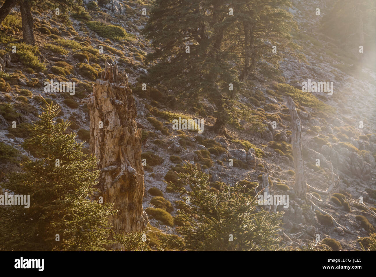 Old tree trunk at the mountain with sunbeam Stock Photo - Alamy