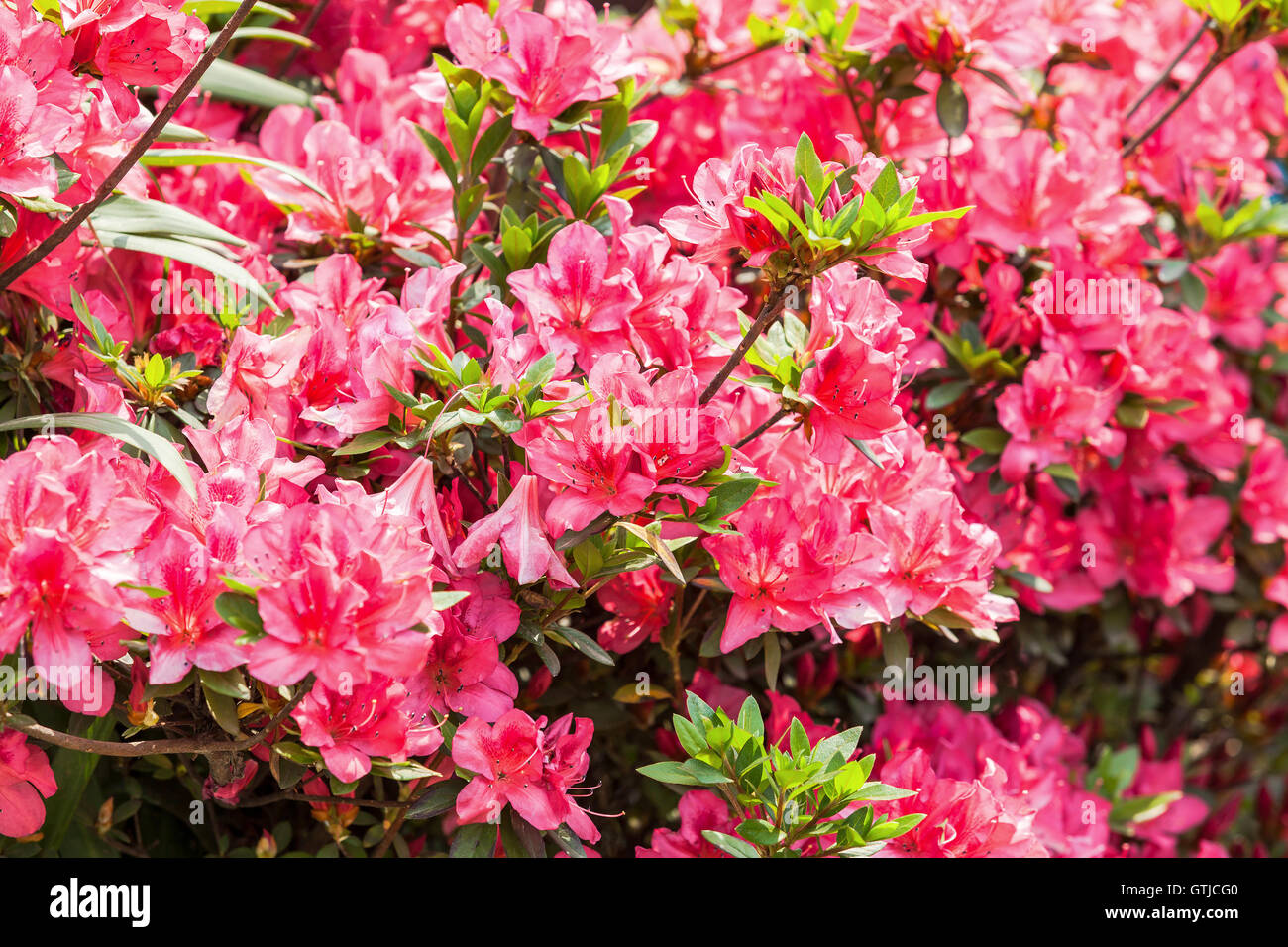 Red Rhododendrons flower Stock Photo - Alamy