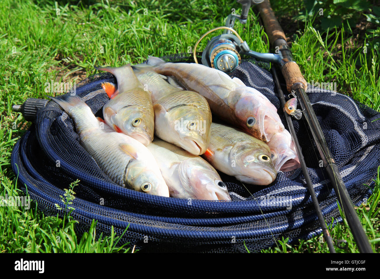 fishing catch - zander, chub and perch Stock Photo - Alamy