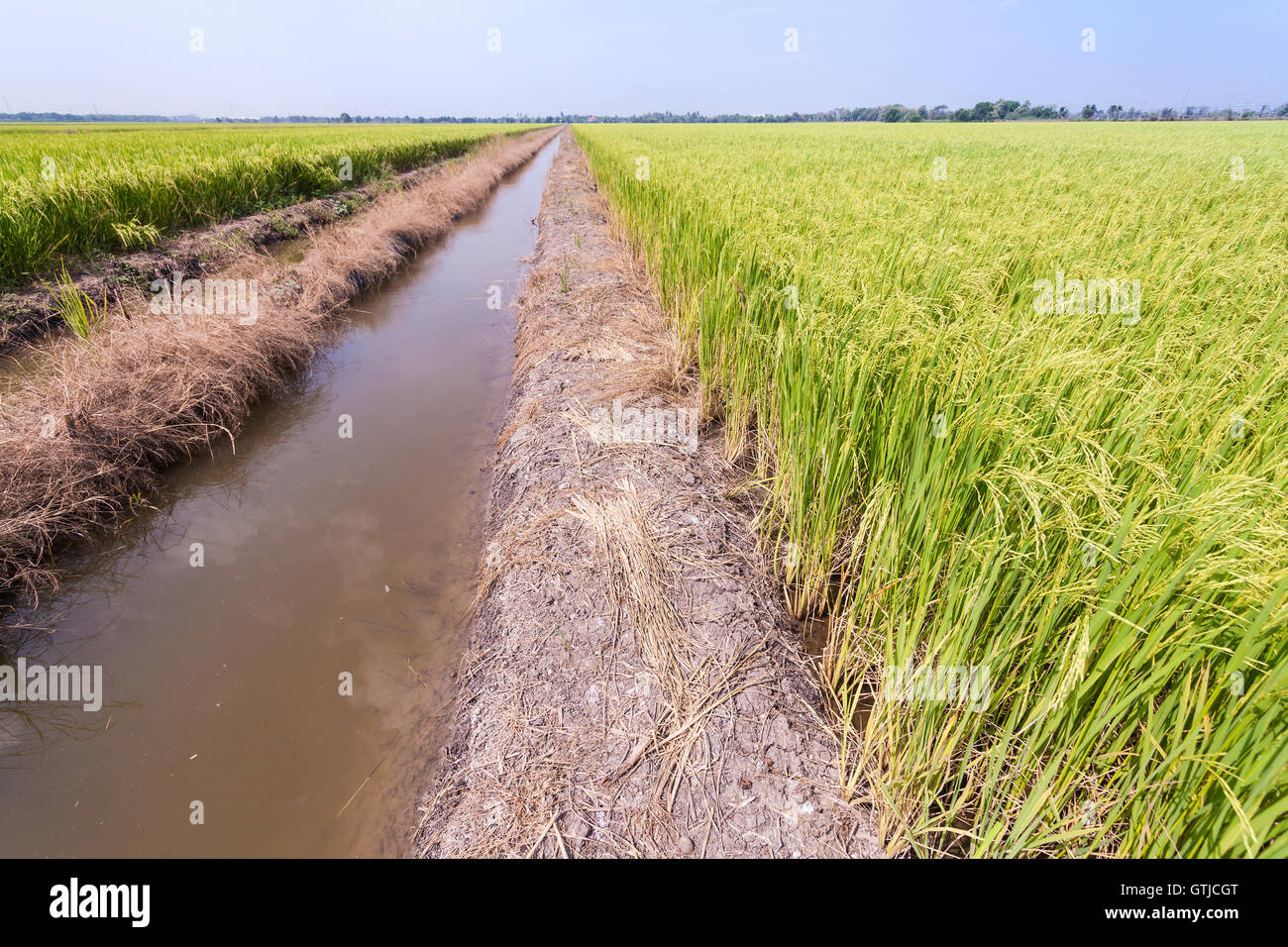 Green rice fields Stock Photo - Alamy