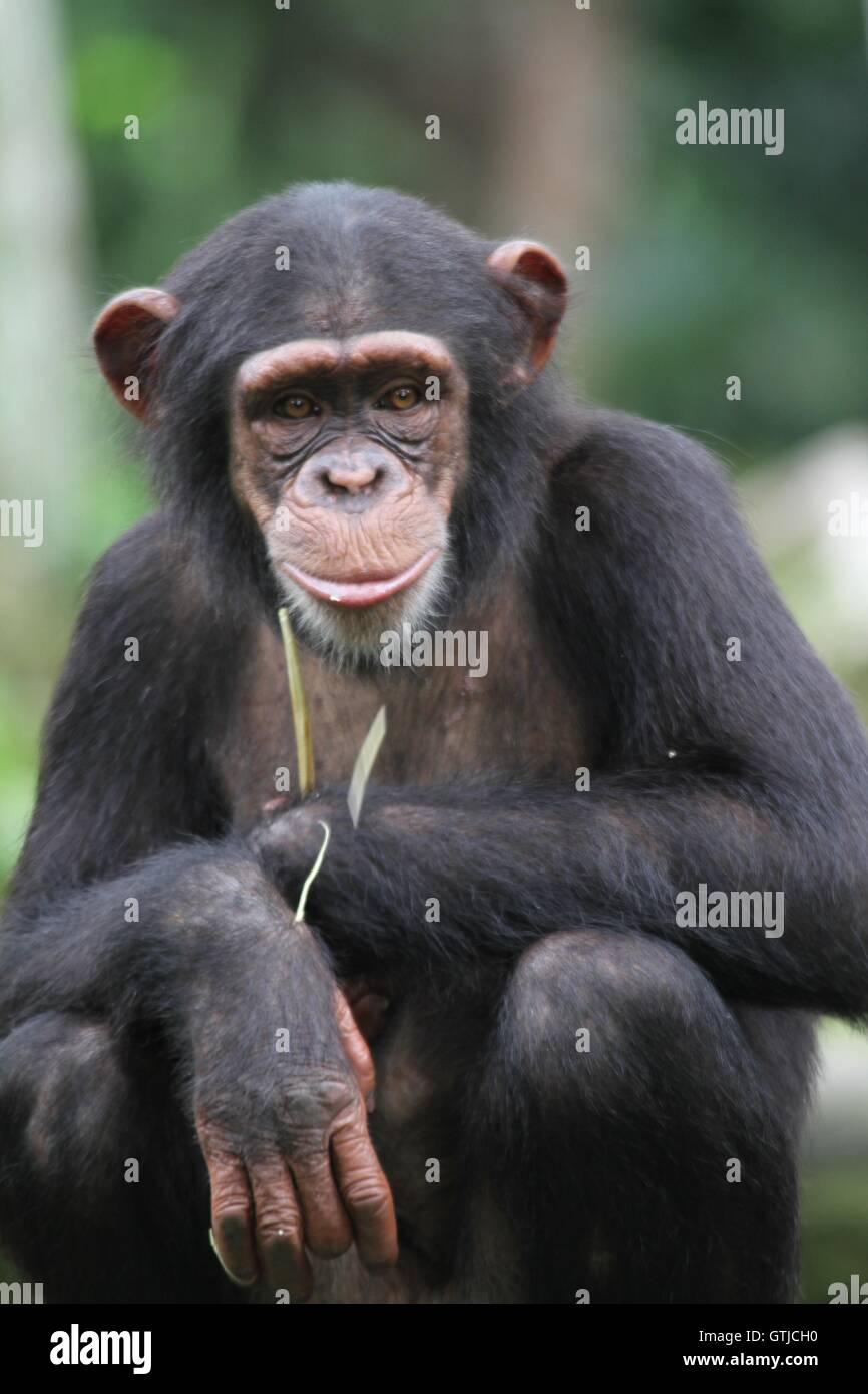 Chimp baby rope hi-res stock photography and images - Alamy