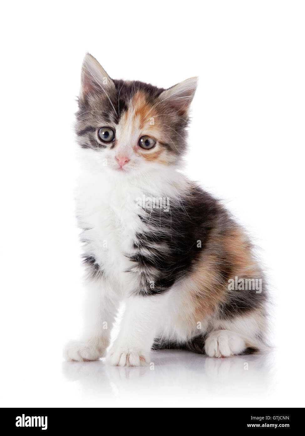 Multi-colored kitten sits on a white background Stock Photo - Alamy