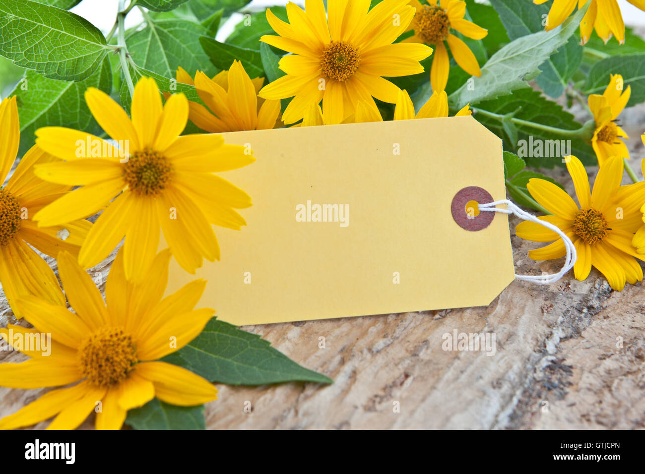 Blank paper tag and yellow coneflowers Stock Photo - Alamy