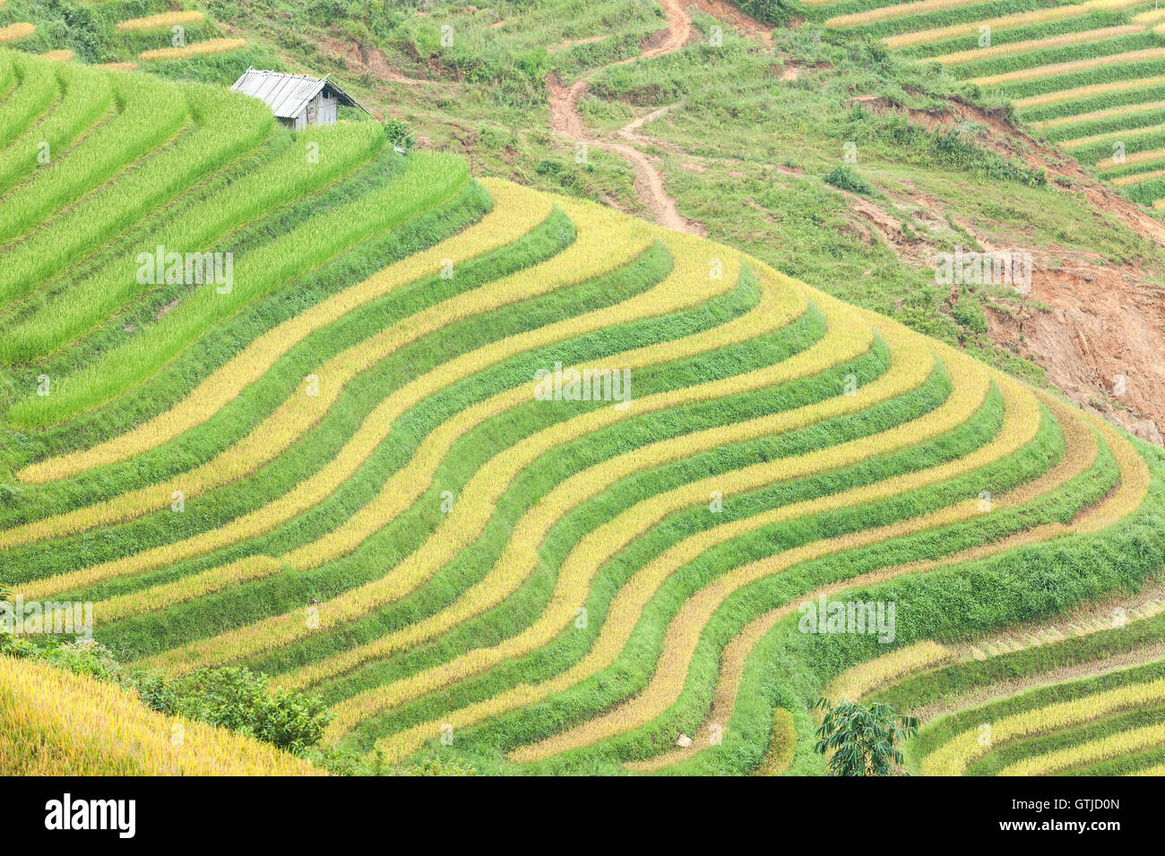 Rice terraces and cottage in the mountains Stock Photo - Alamy