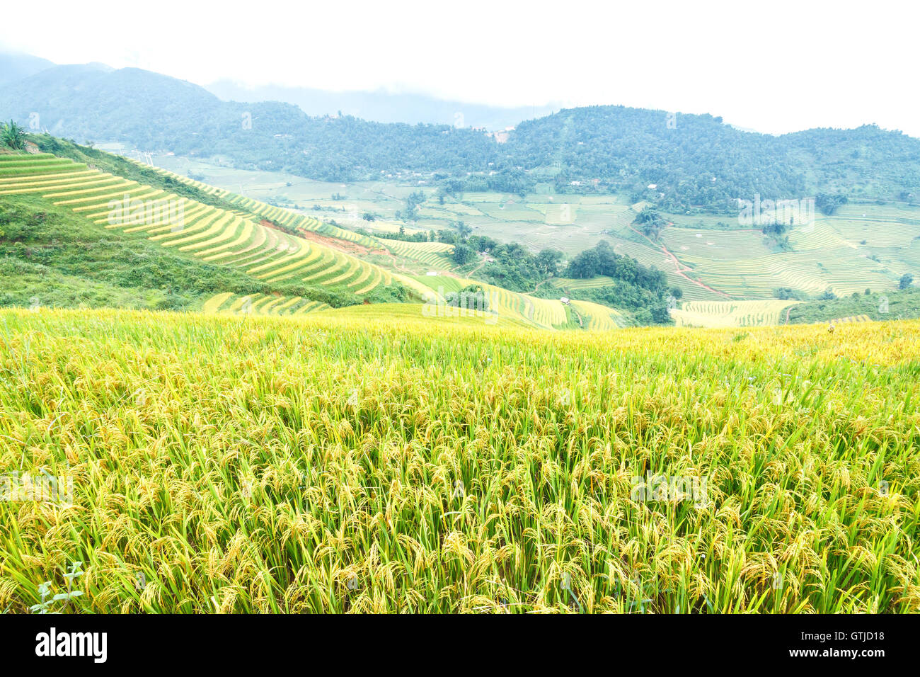 Rice terraces and cottage in the mountains Stock Photo - Alamy
