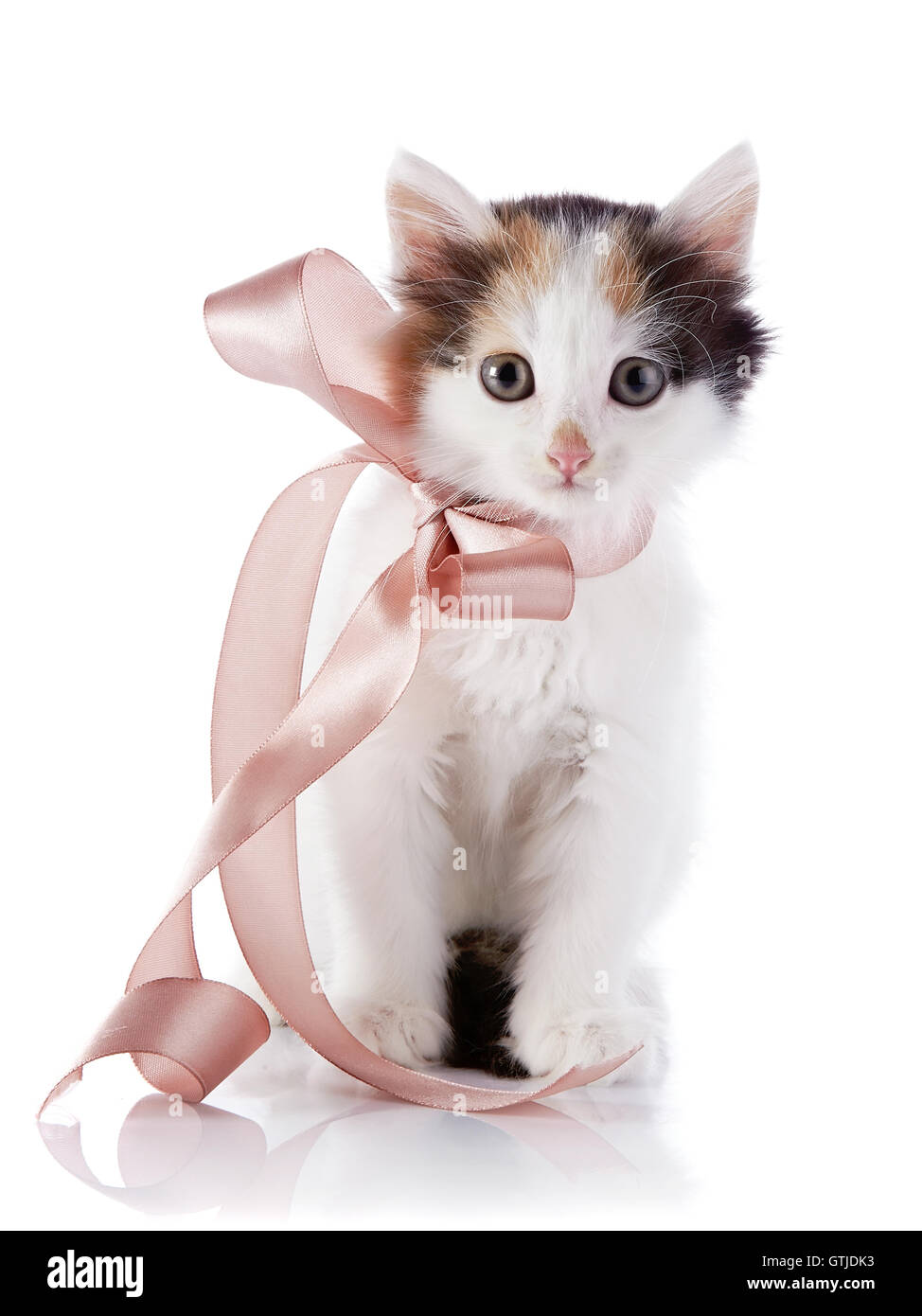 Kitten with a bow Stock Photo - Alamy