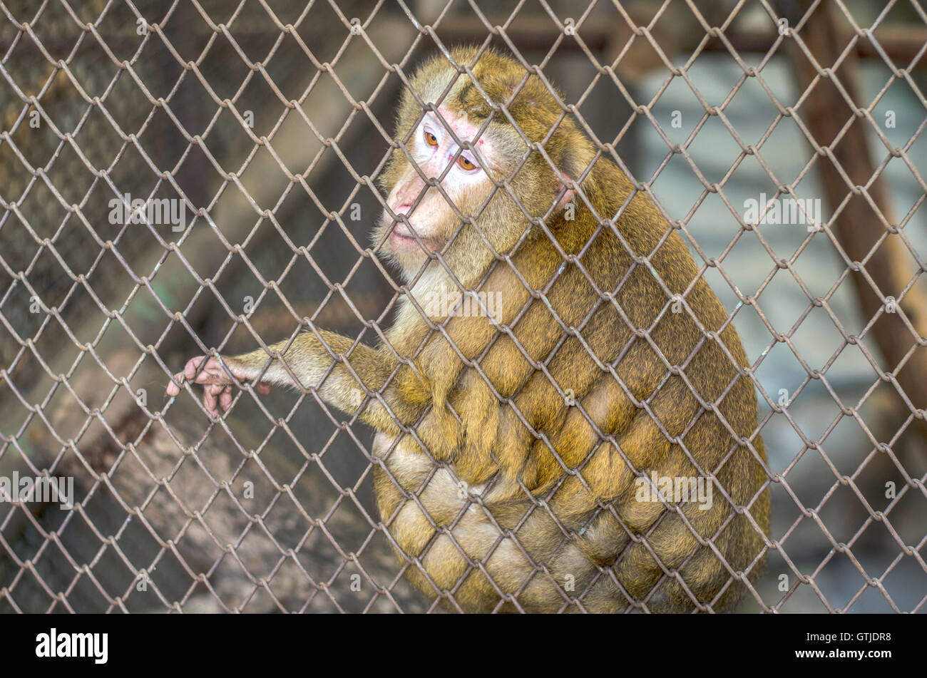 sad monkey in cage Stock Photo - Alamy