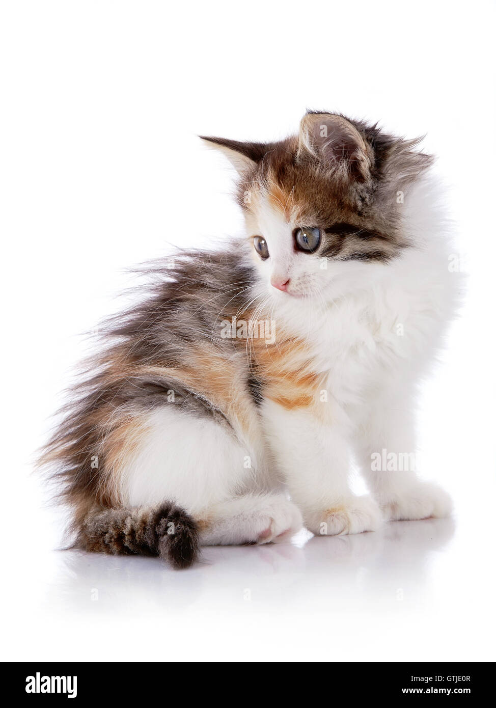 Small Multi-colored kitten sits Stock Photo - Alamy