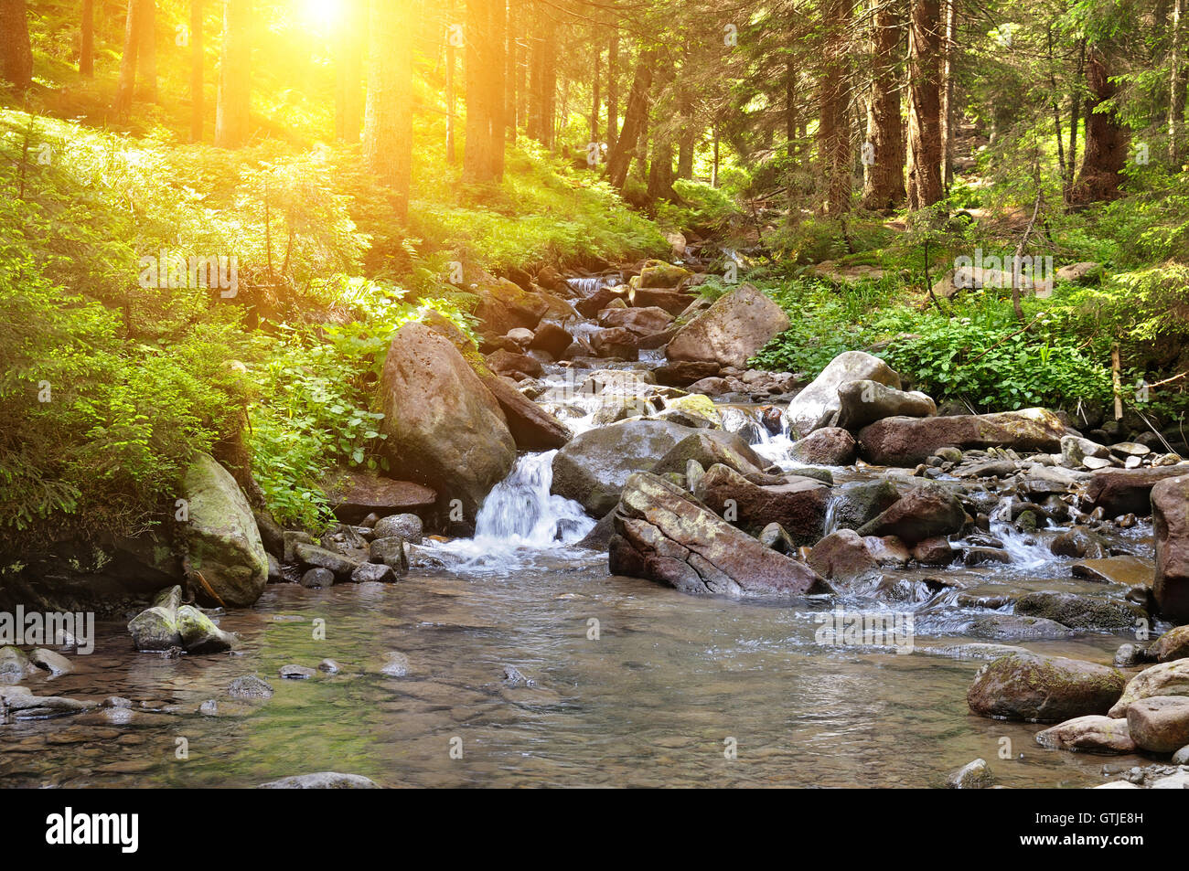 mountain river, forest and bright sun Stock Photo - Alamy