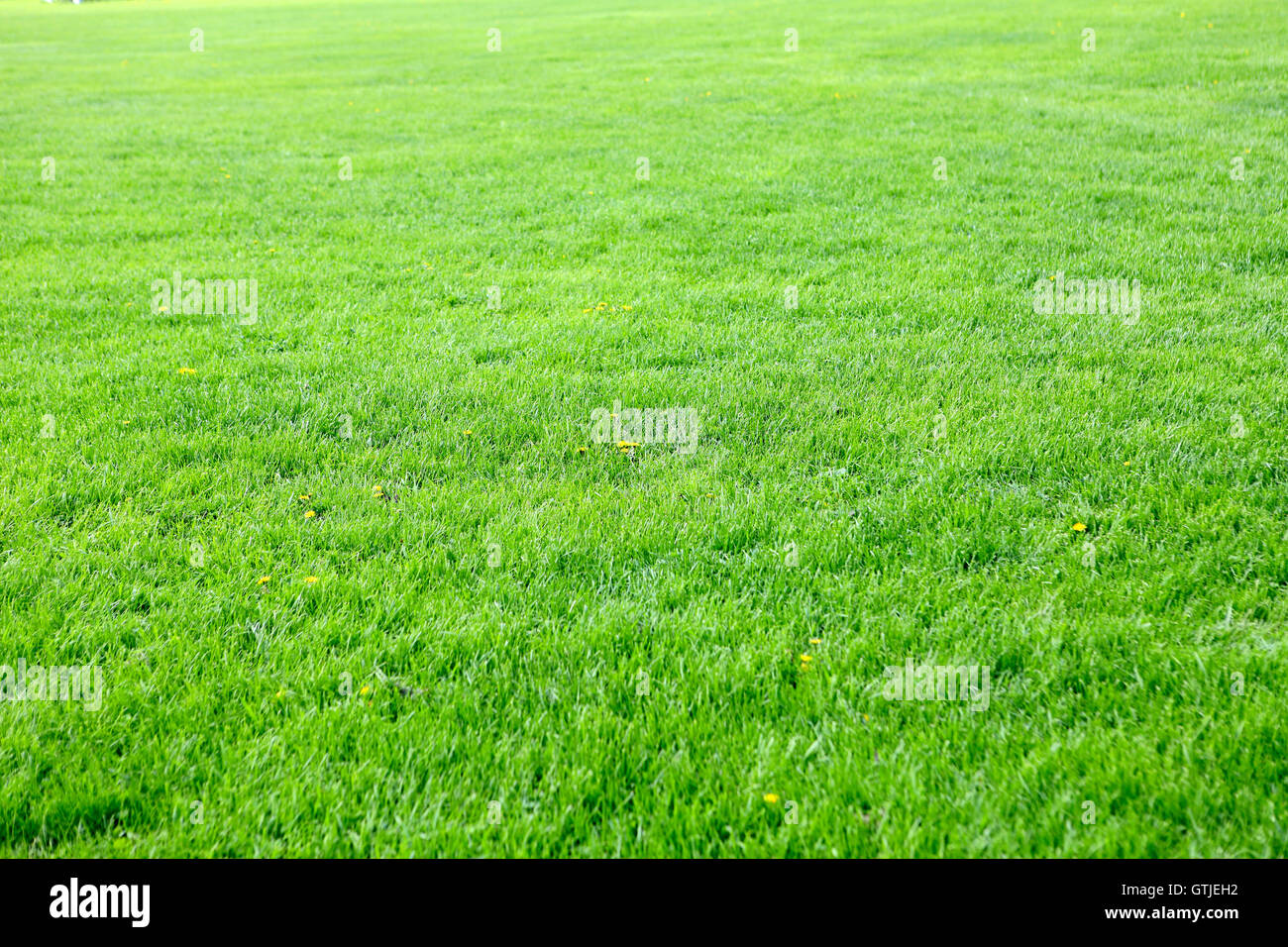 Empty Green Lawn Stock Photo - Alamy