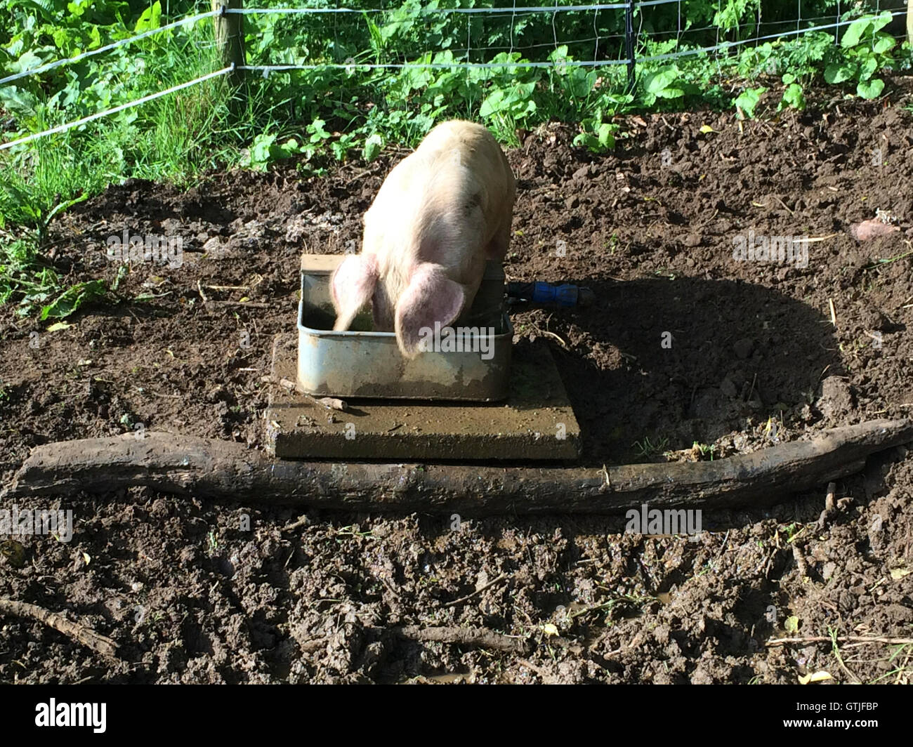 Pig trough hi-res stock photography and images - Alamy