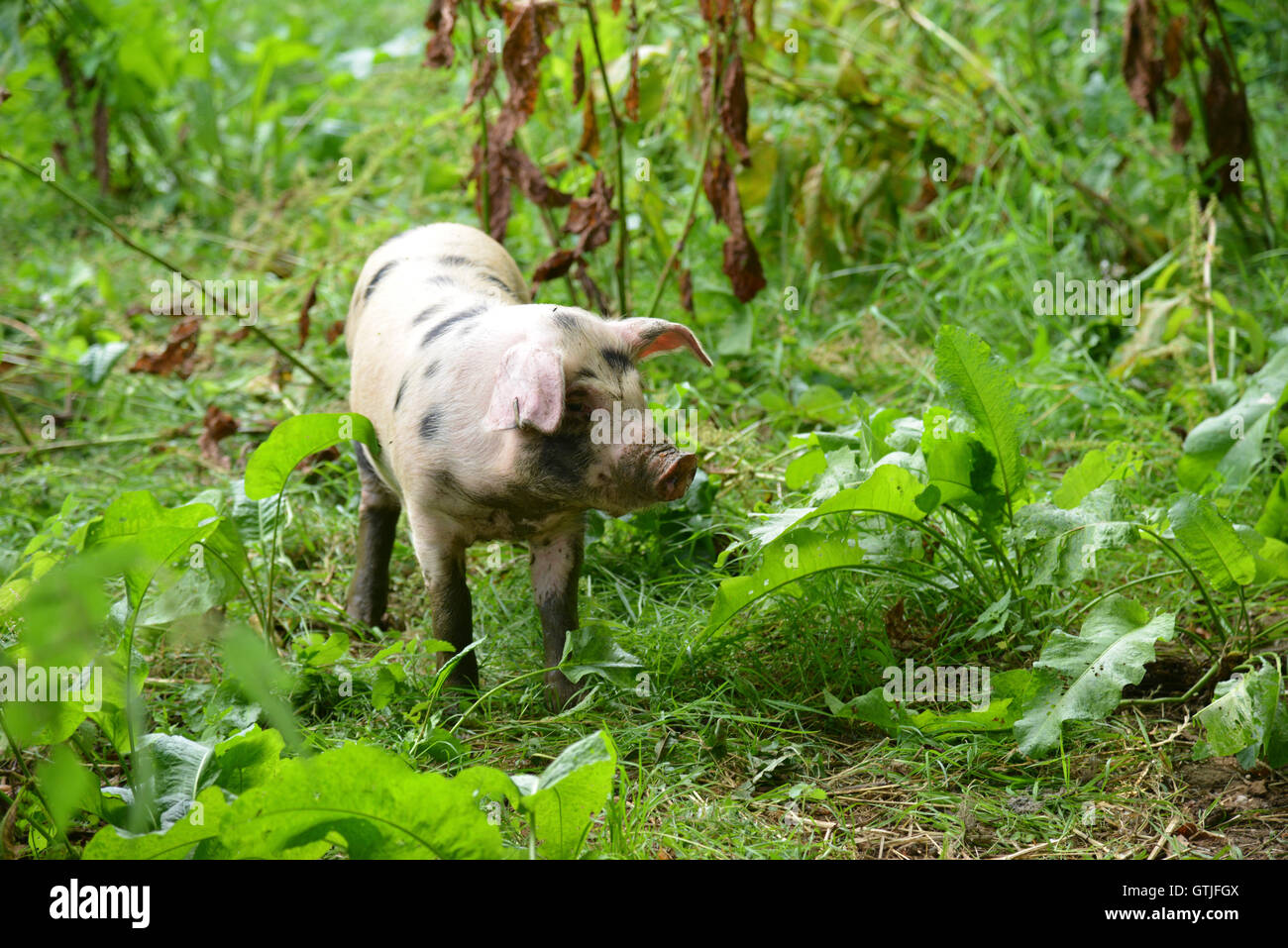 Ironage X pig among vegetation in paddock Stock Photo - Alamy
