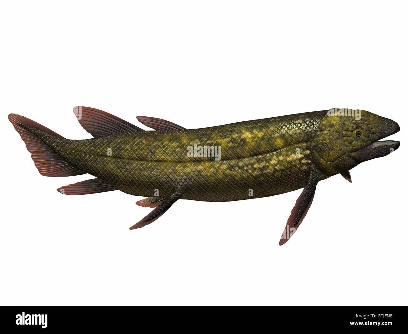 Carboniferous swamp hi-res stock photography and images - Alamy