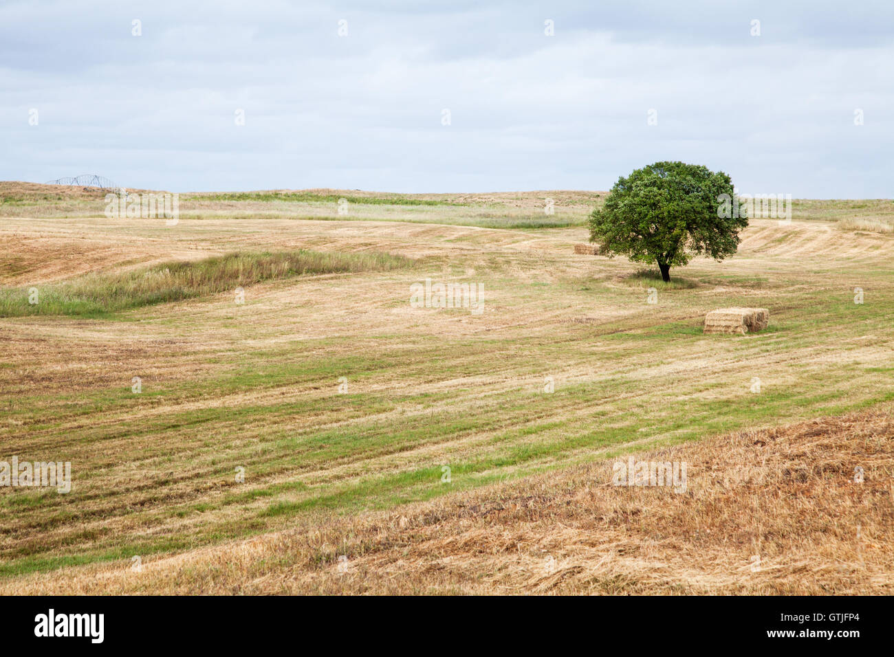 Tree in Field Stock Photo - Alamy