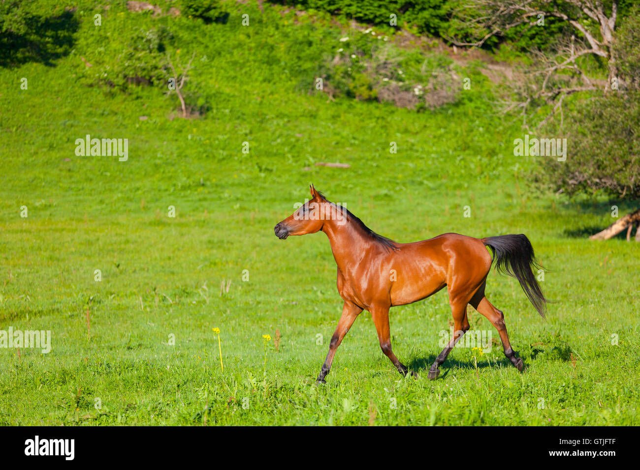 Arab racer runs on a green summer meadow Stock Photo - Alamy