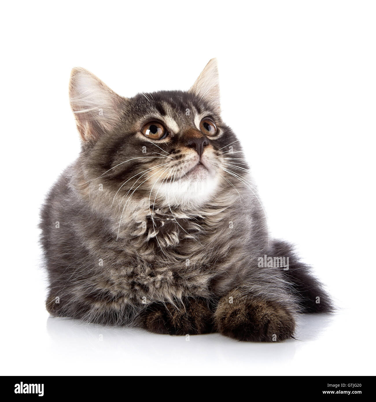 Fluffy cat yellow eyes Cut Out Stock Images & Pictures - Alamy