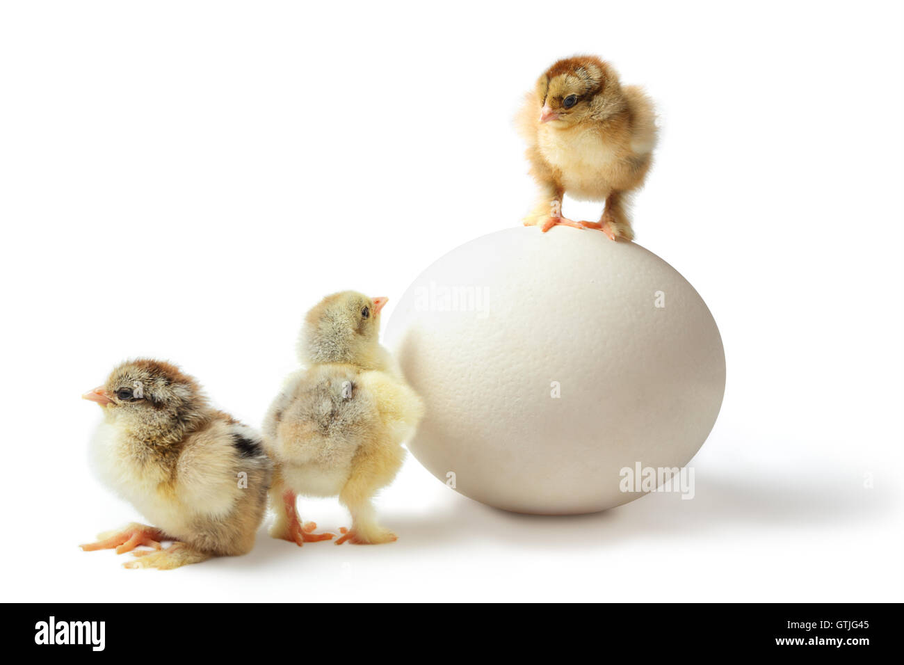 Animal hierarchy hi-res stock photography and images - Alamy