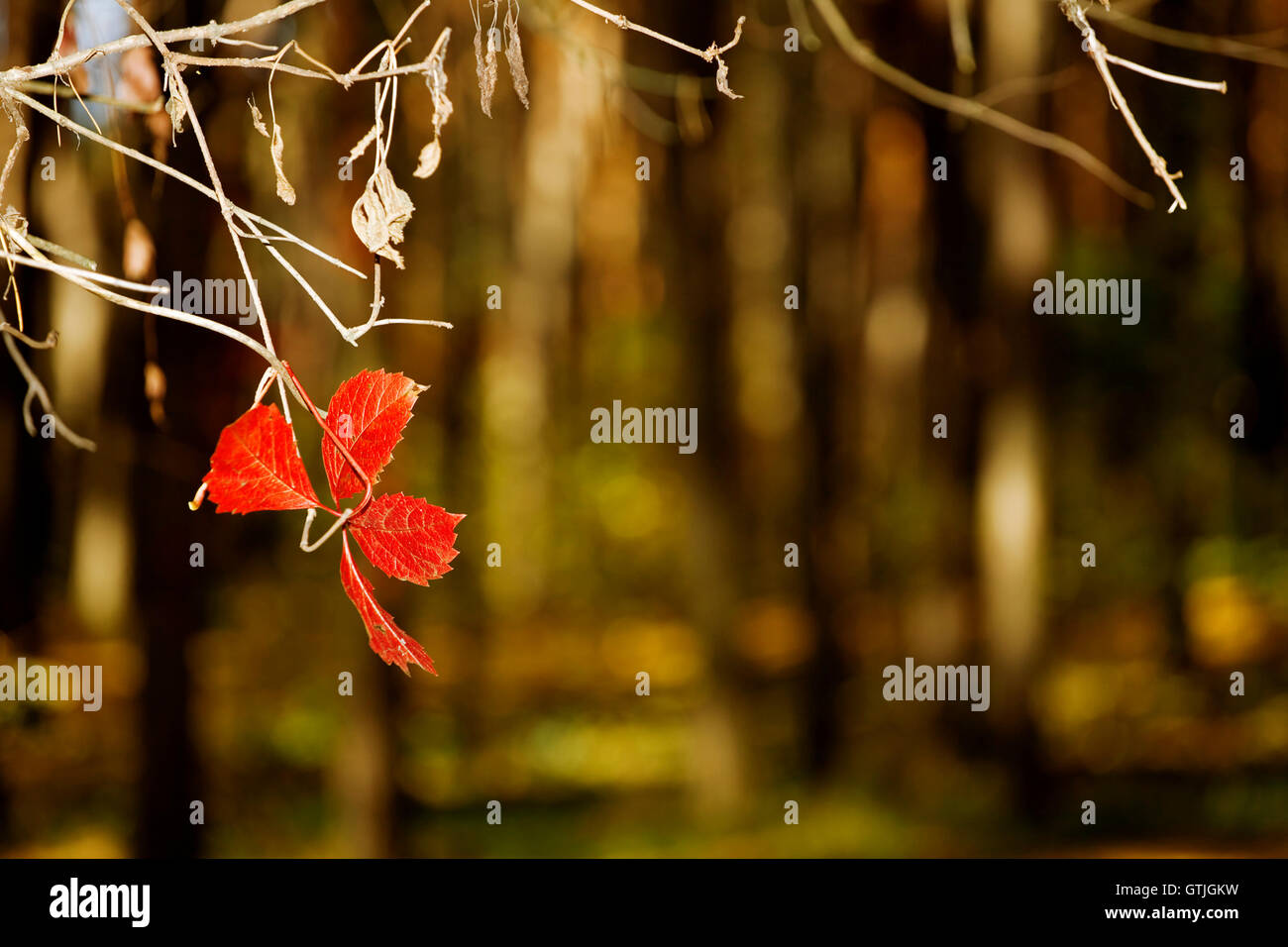 Faded Fall Background