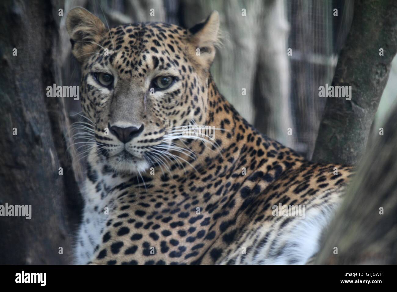 African leopard looking at camera hi-res stock photography and images ...