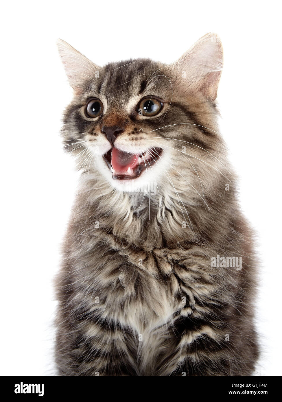 Portrait of a striped fluffy mewing cat Stock Photo - Alamy