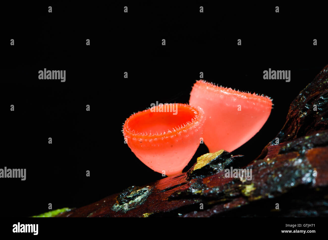 Mushroom bloom hi-res stock photography and images - Alamy