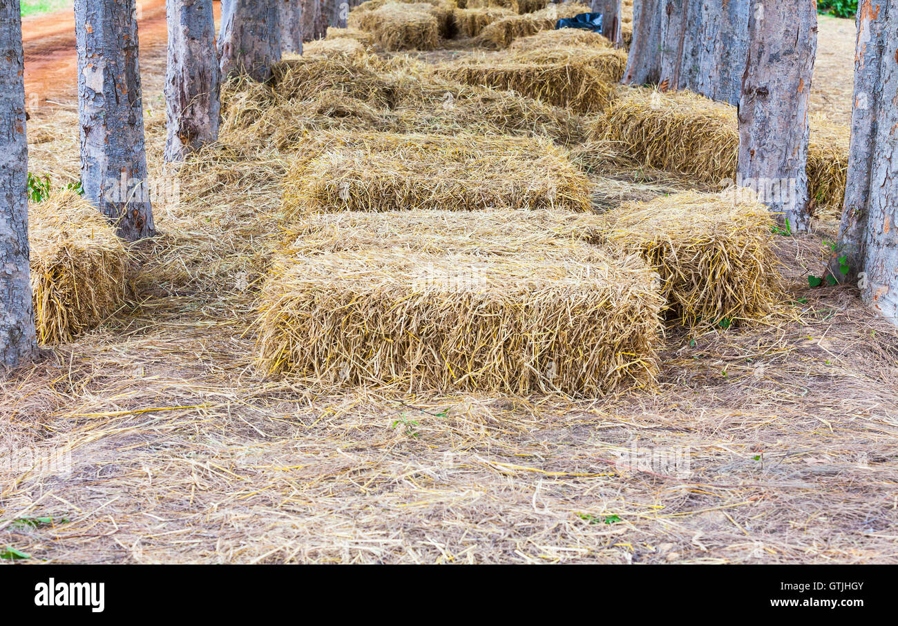 Straw sheaves under the tree Stock Photo - Alamy