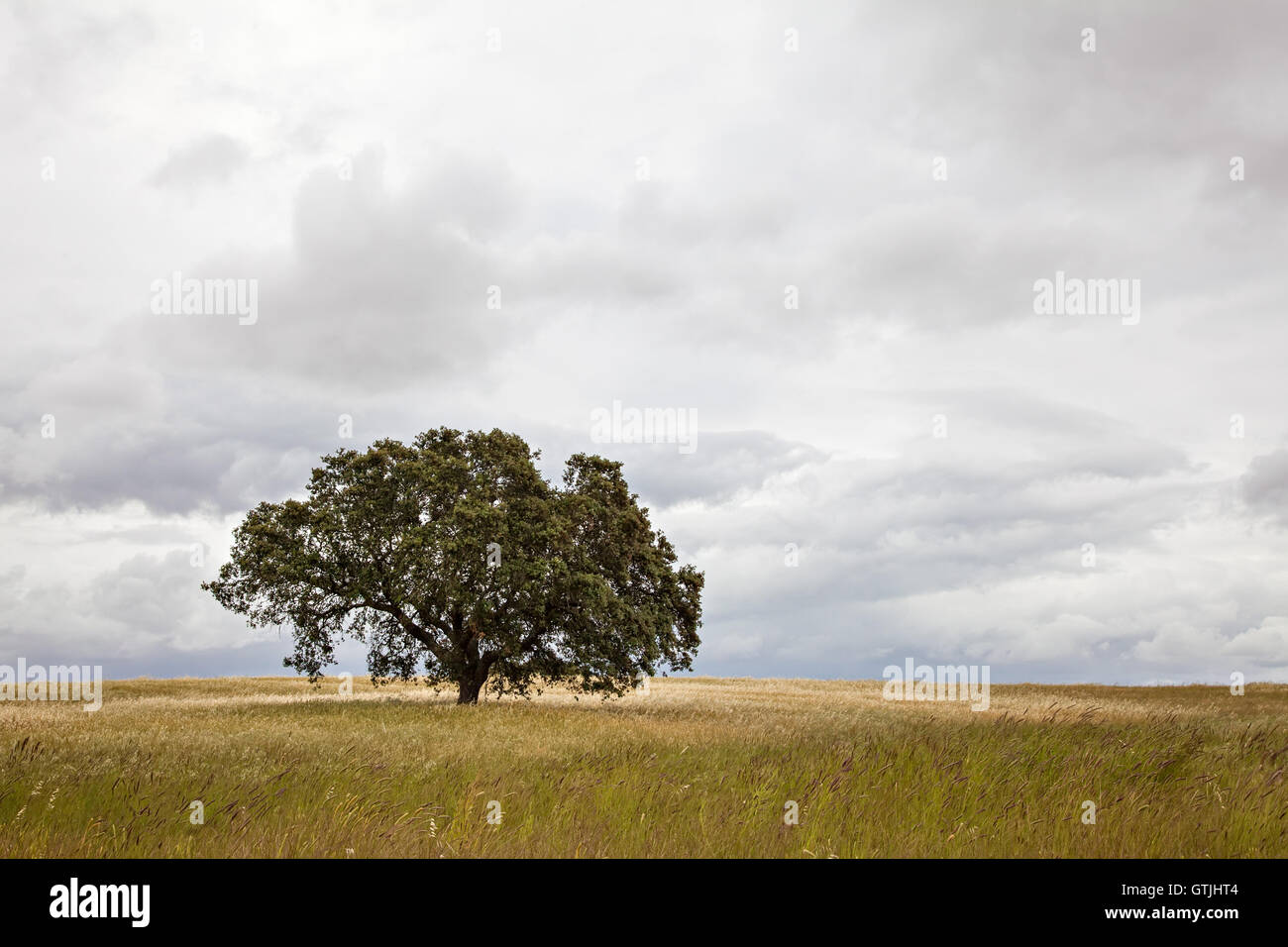 Tree in Field Stock Photo - Alamy