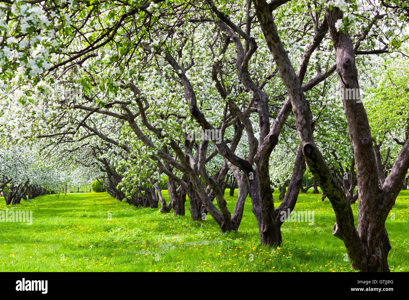 Beautiful blossoming apple-tree garden Stock Photo - Alamy