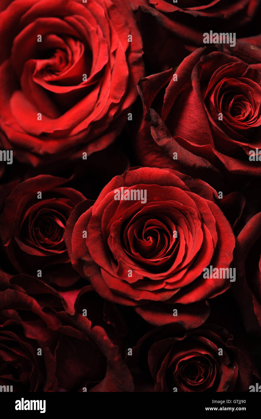 Fade roses hi-res stock photography and images - Alamy