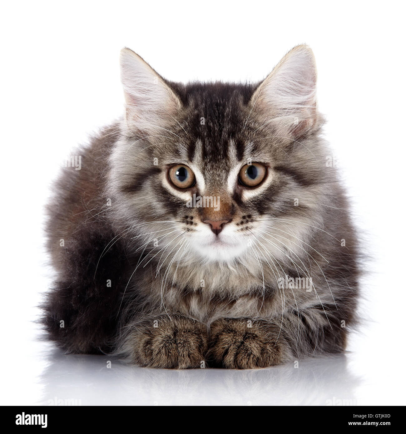 Fluffy beautiful cat Stock Photo - Alamy