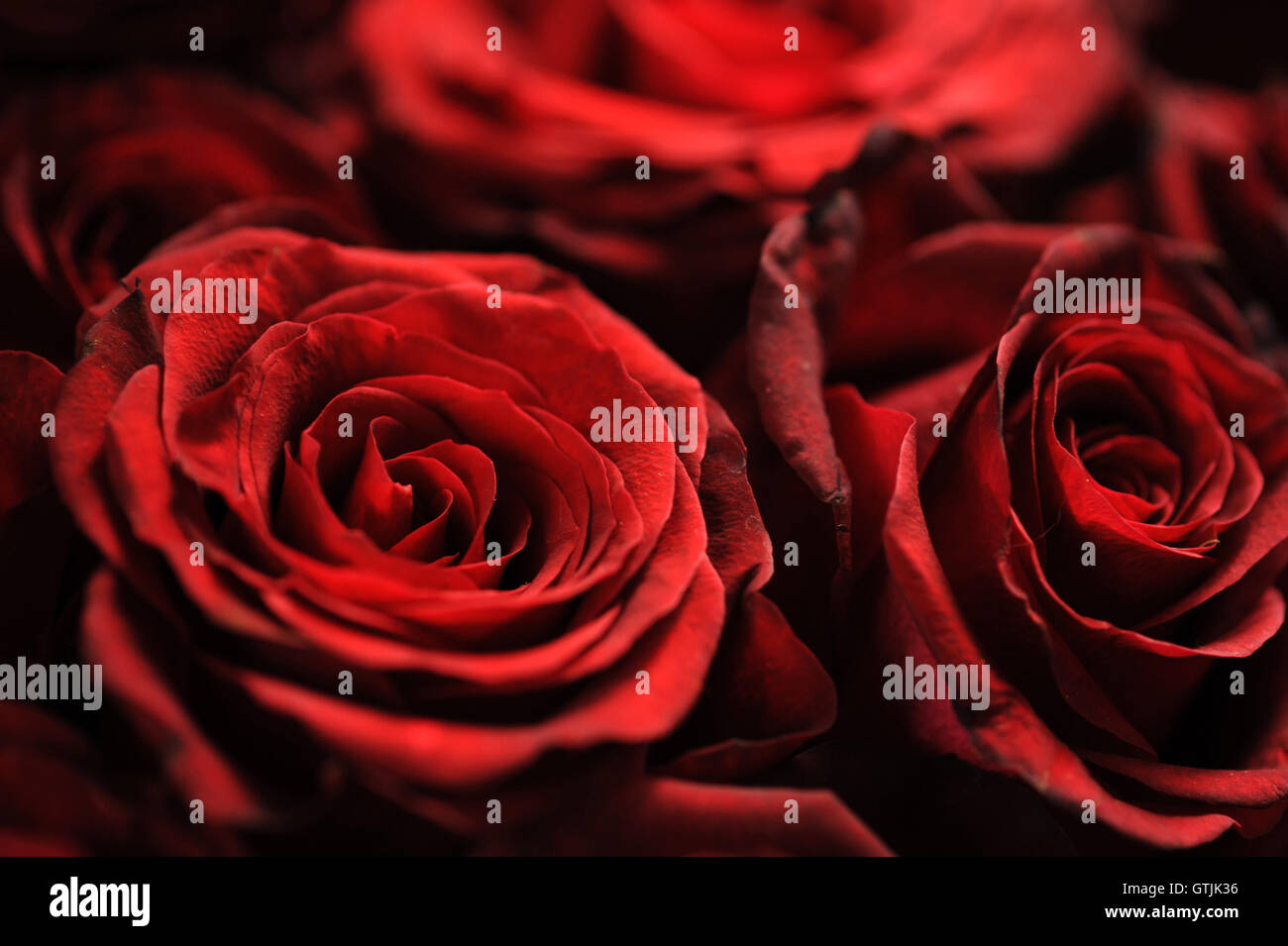 Fade plants and rose hi-res stock photography and images - Alamy